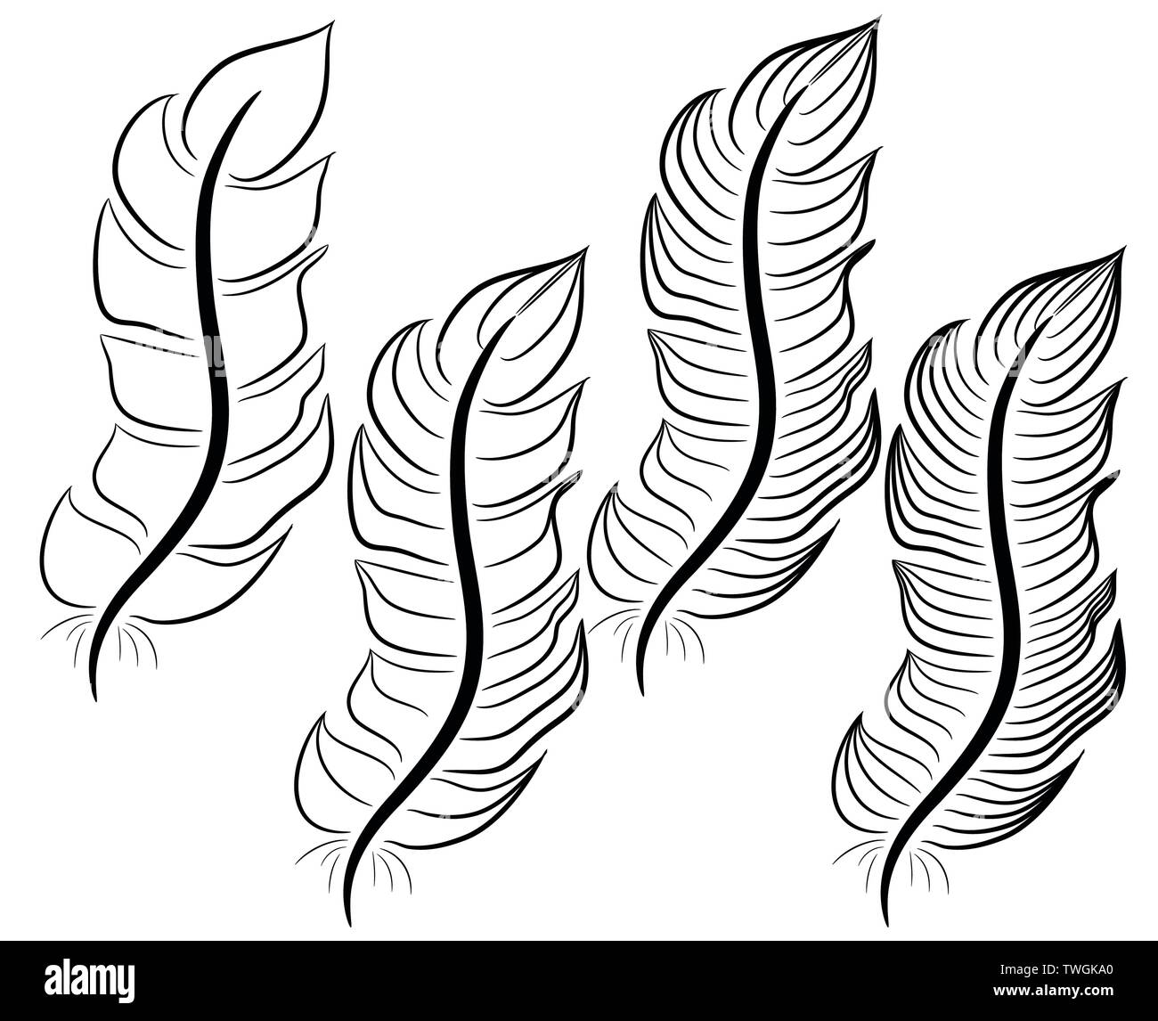 Collection of feather illustration, drawing, engraving, ink line art ...
