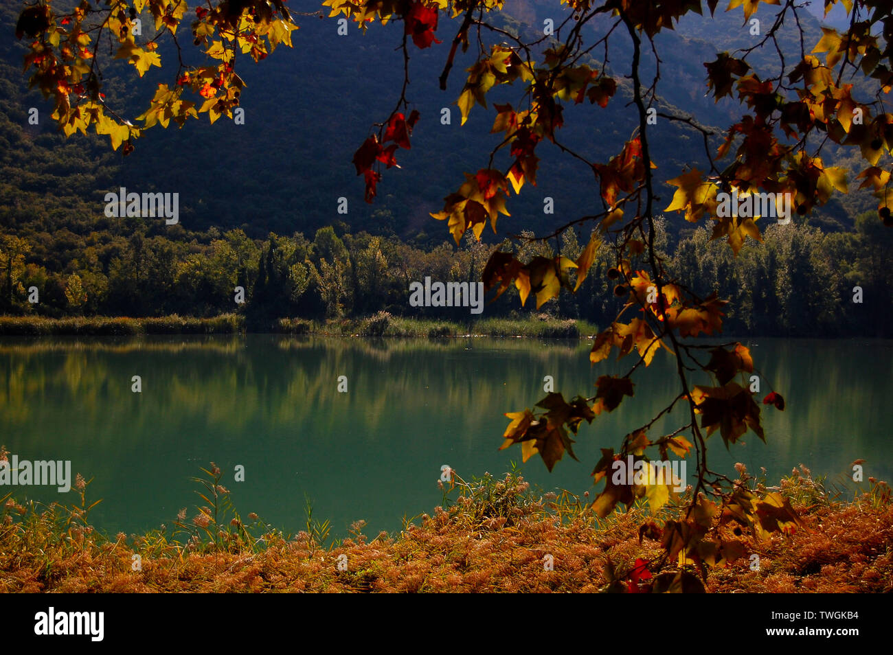 Golden sunshine leaves hi-res stock photography and images - Alamy