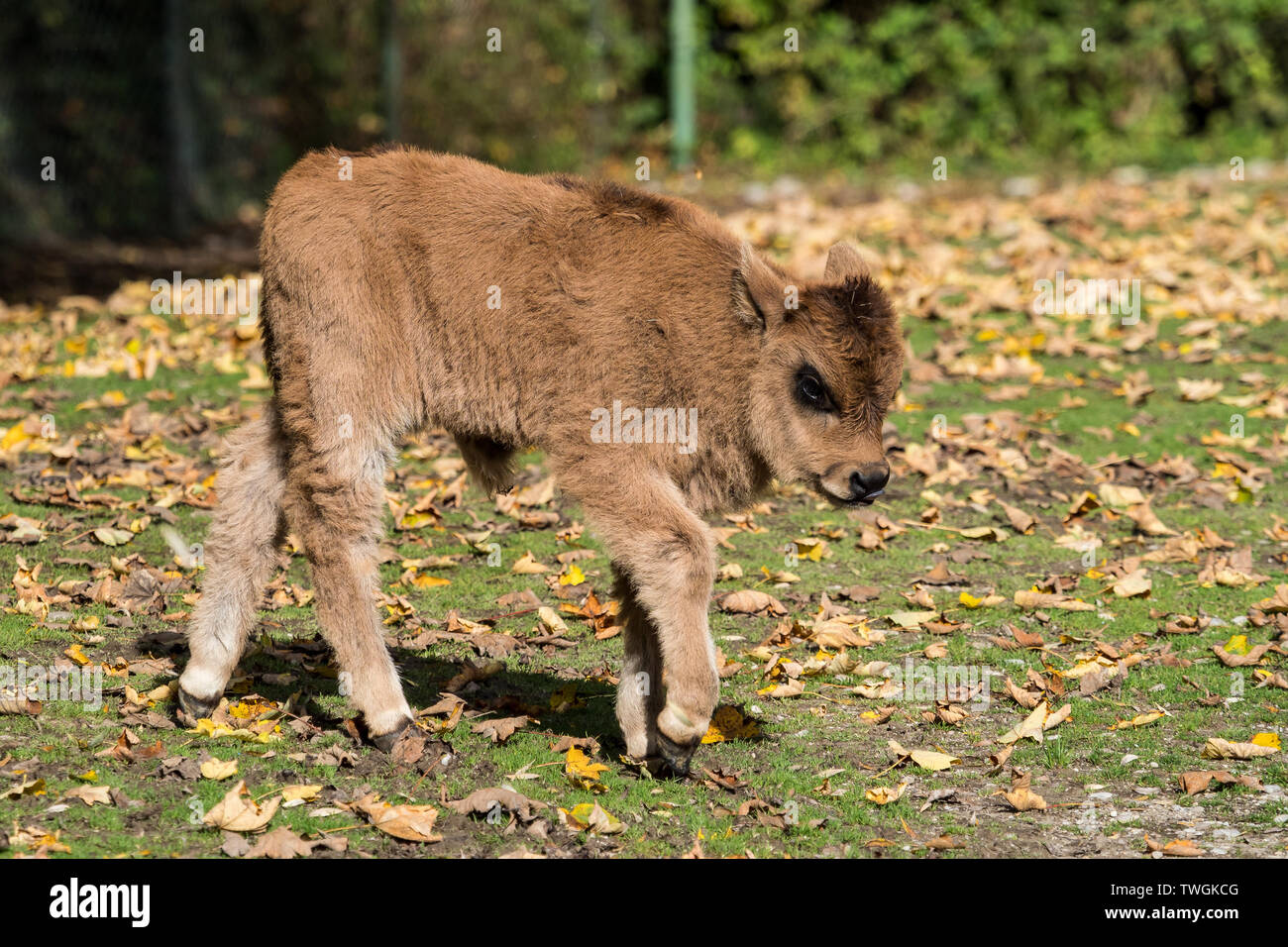 Heck cattle, Bos primigenius taurus, claimed to resemble the extinct ...
