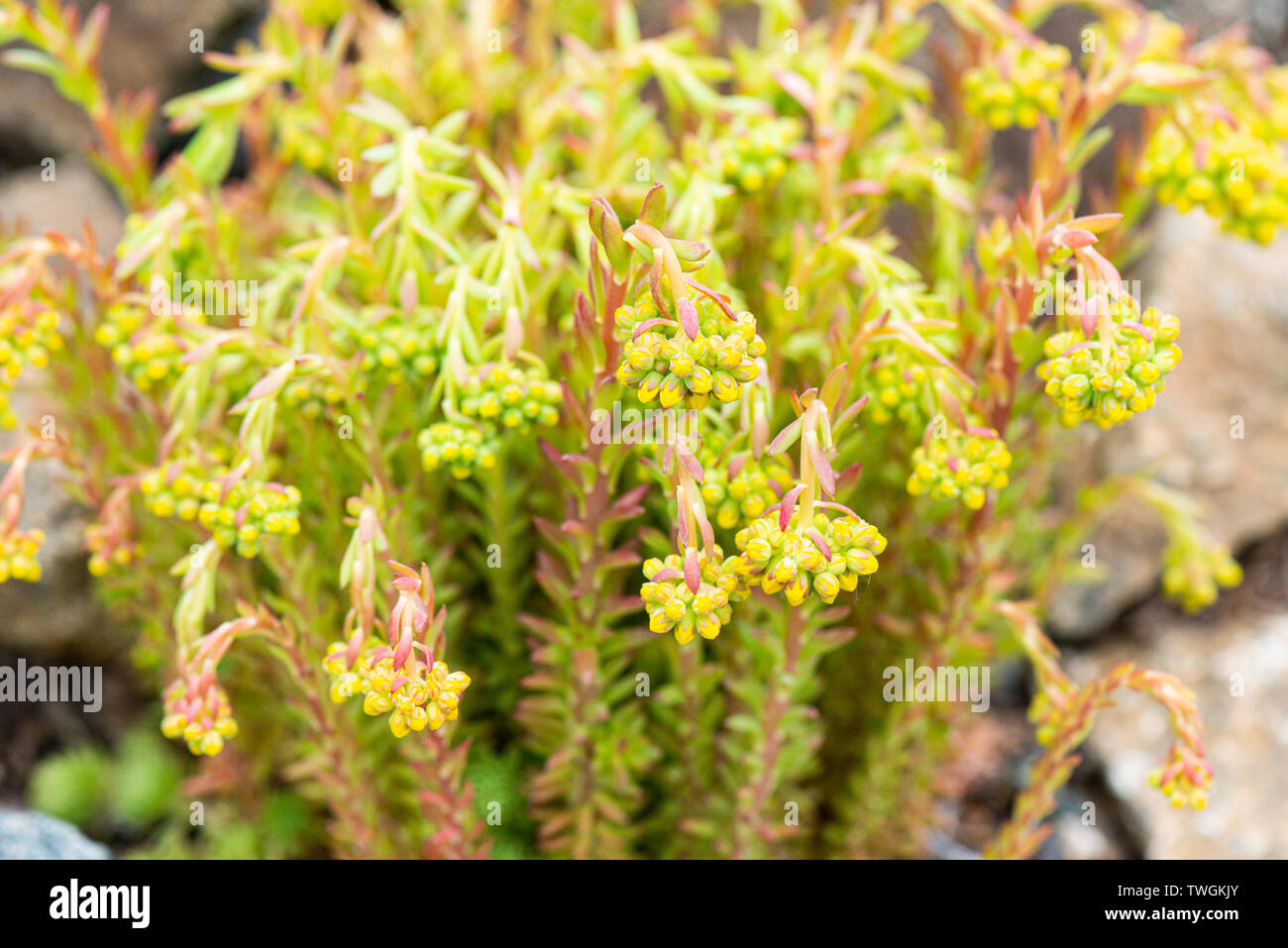 Rock stonecrop hi-res stock photography and images - Alamy