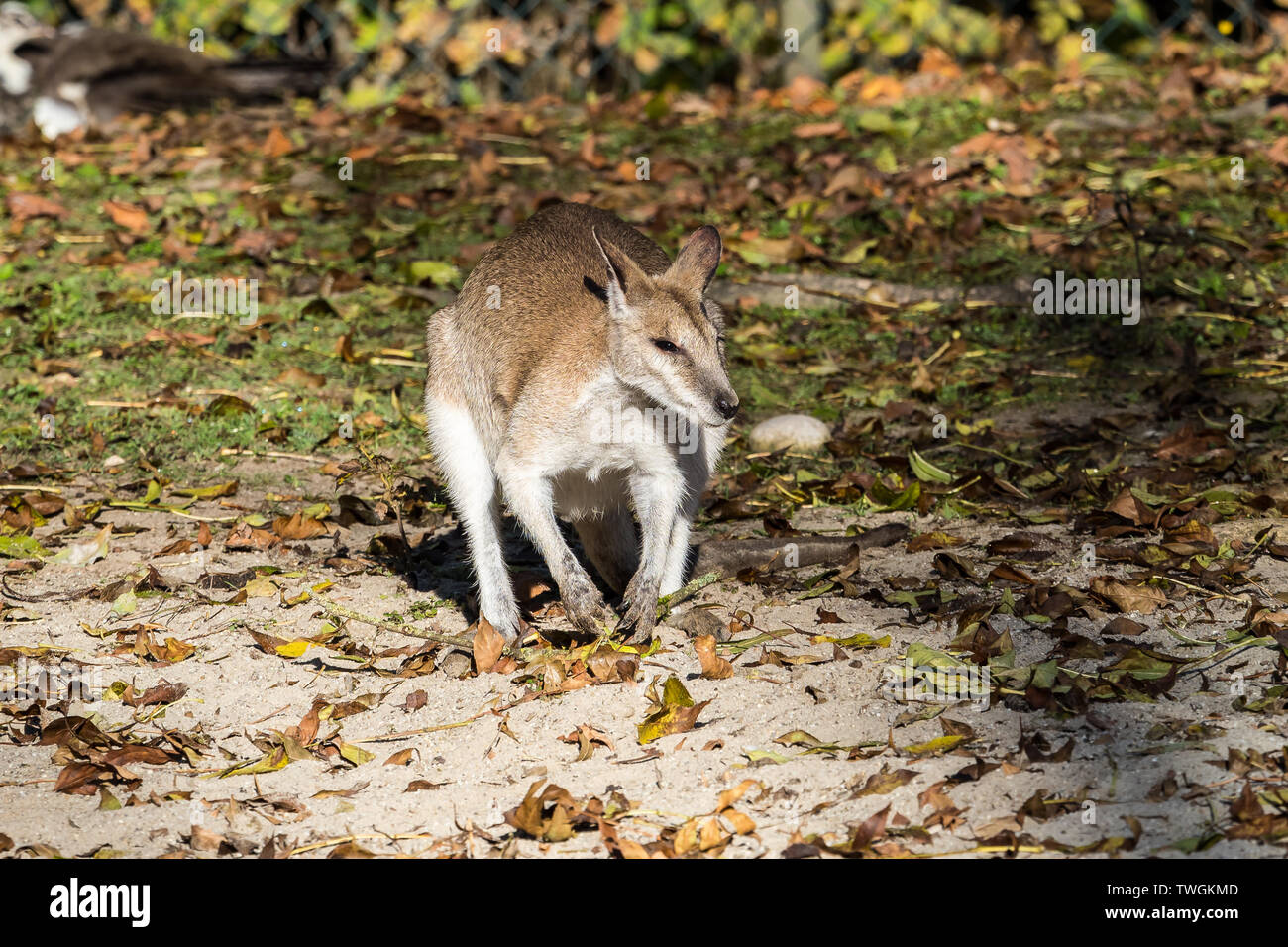 The agile wallaby, Macropus agilis also known as the sandy wallaby is a ...