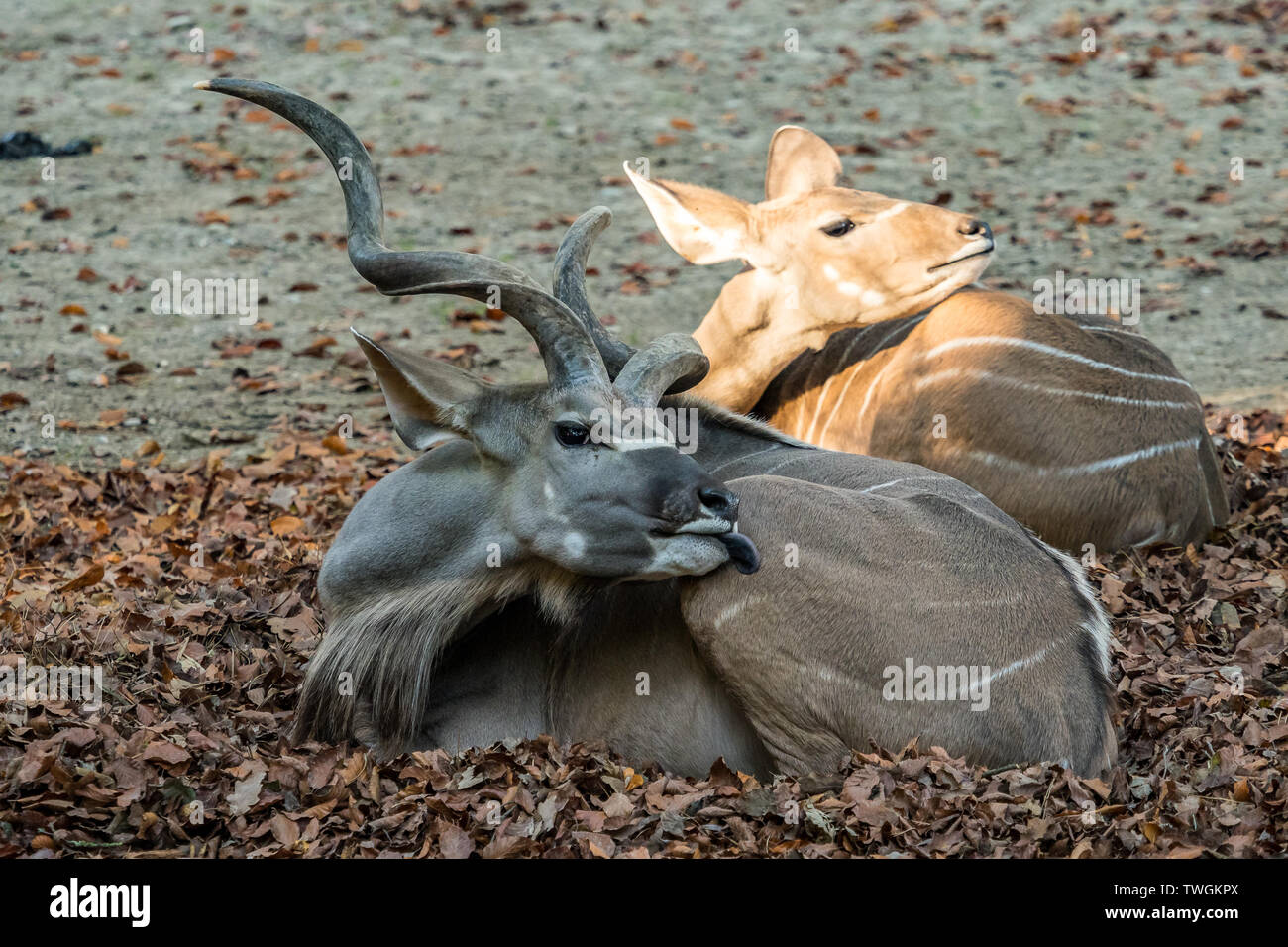 Indian Blackbuck, Antelope cervicapra or Indian antelope. The blackbuck ...