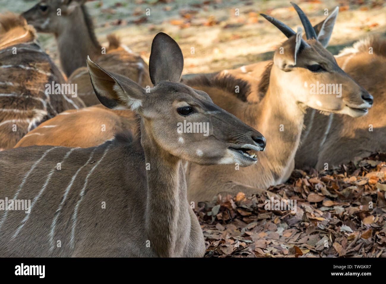 Indian Blackbuck, Antelope cervicapra or Indian antelope. The blackbuck ...