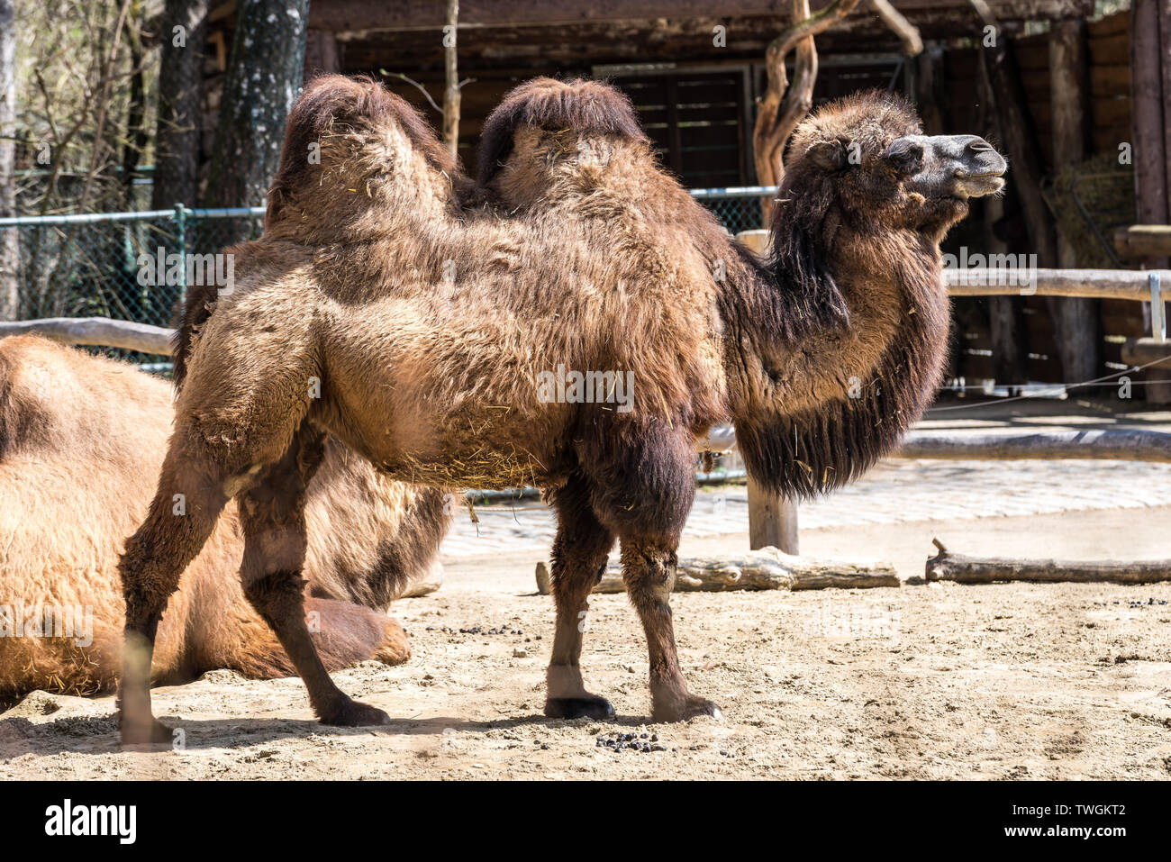 The Bactrian camels, Camelus bactrianus is a large, even-toed ungulate ...
