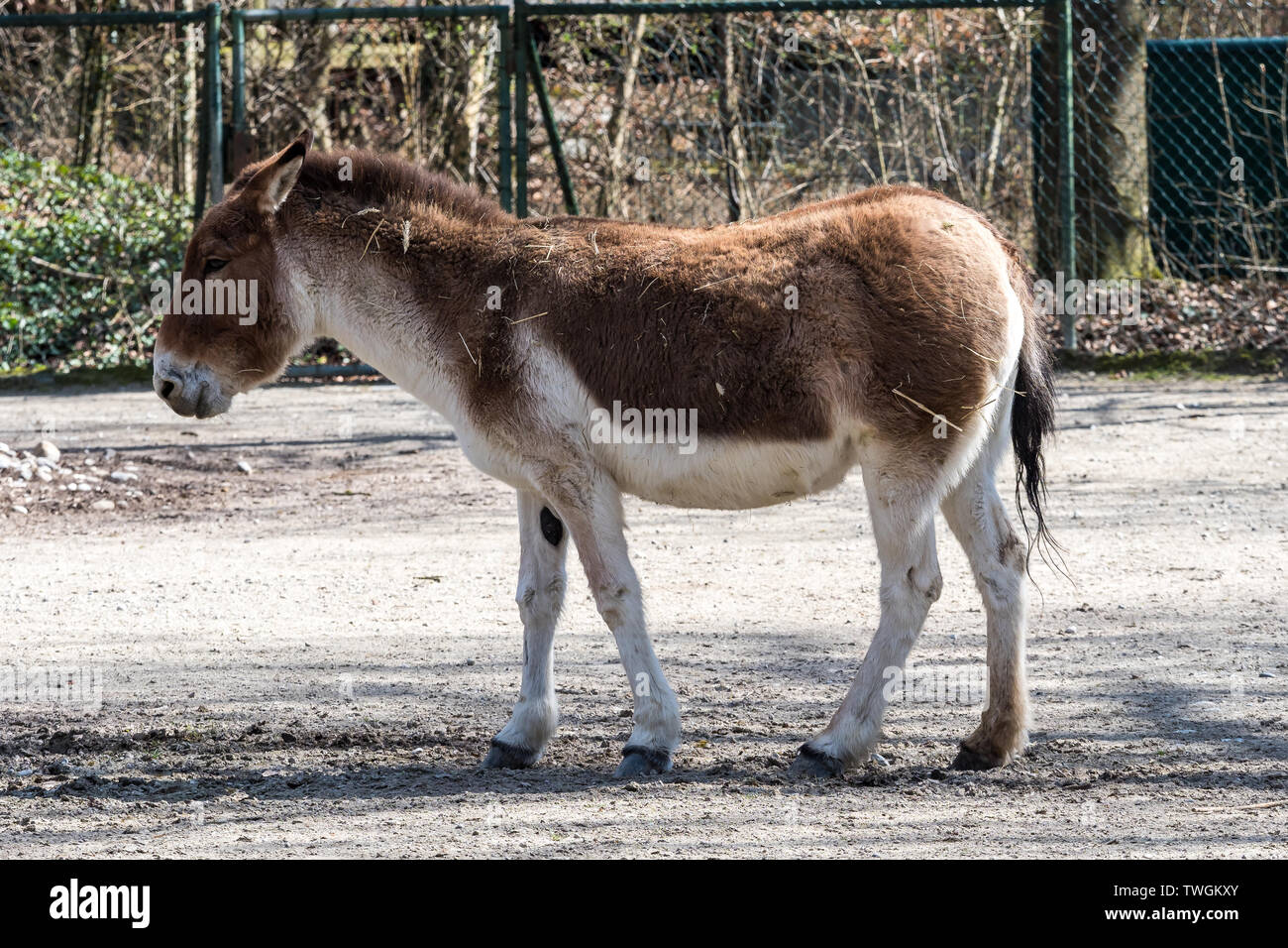 The kiang, Equus kiang is the largest of the wild asses. It is native ...