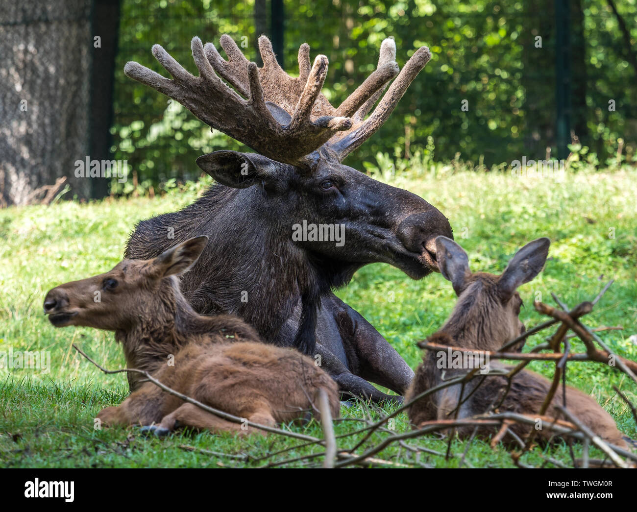 European Moose, Alces alces, also known as the elk. Wild life animal ...