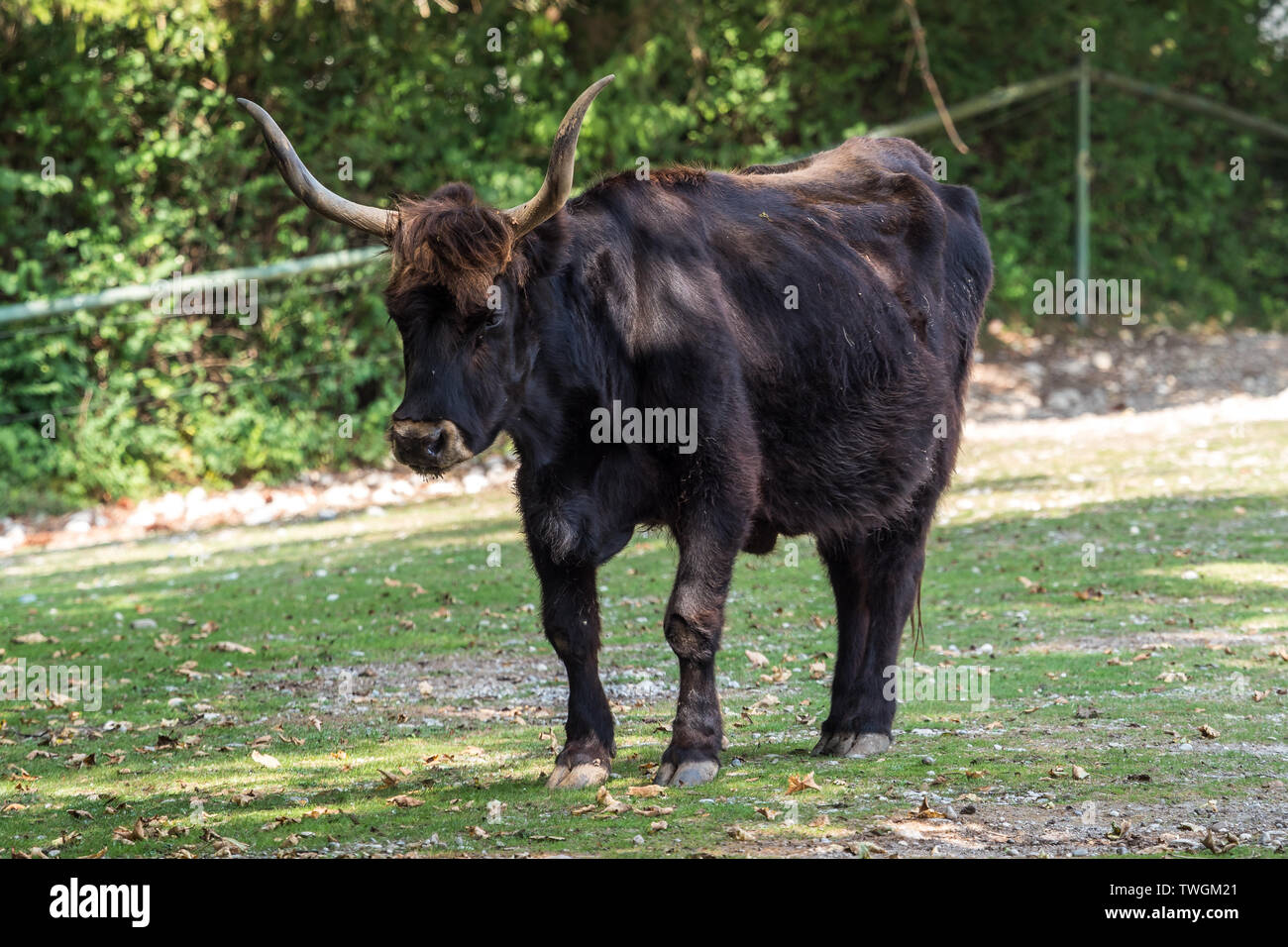 Heck cattle, Bos primigenius taurus, claimed to resemble the extinct ...