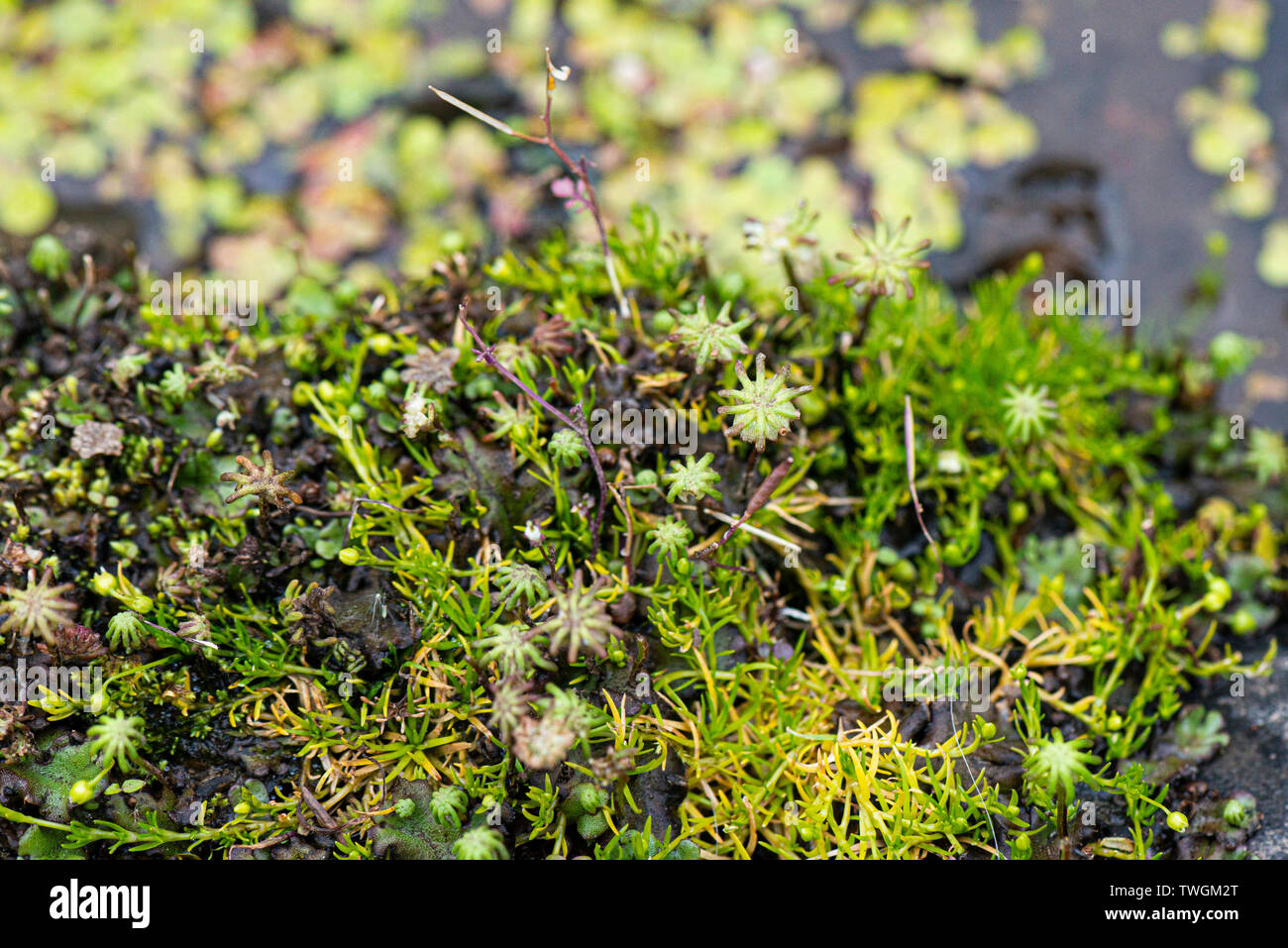 Marchantiophyta hi-res stock photography and images - Alamy