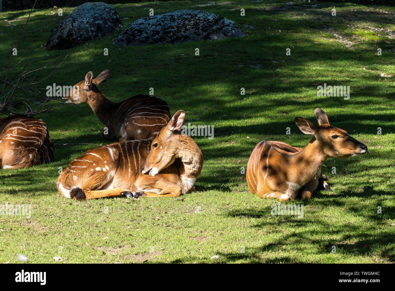 Indian Blackbuck, Antelope cervicapra or Indian antelope. The blackbuck ...