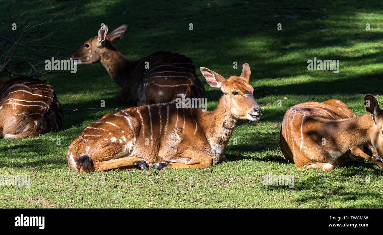 Indian Blackbuck, Antelope cervicapra or Indian antelope. The blackbuck ...