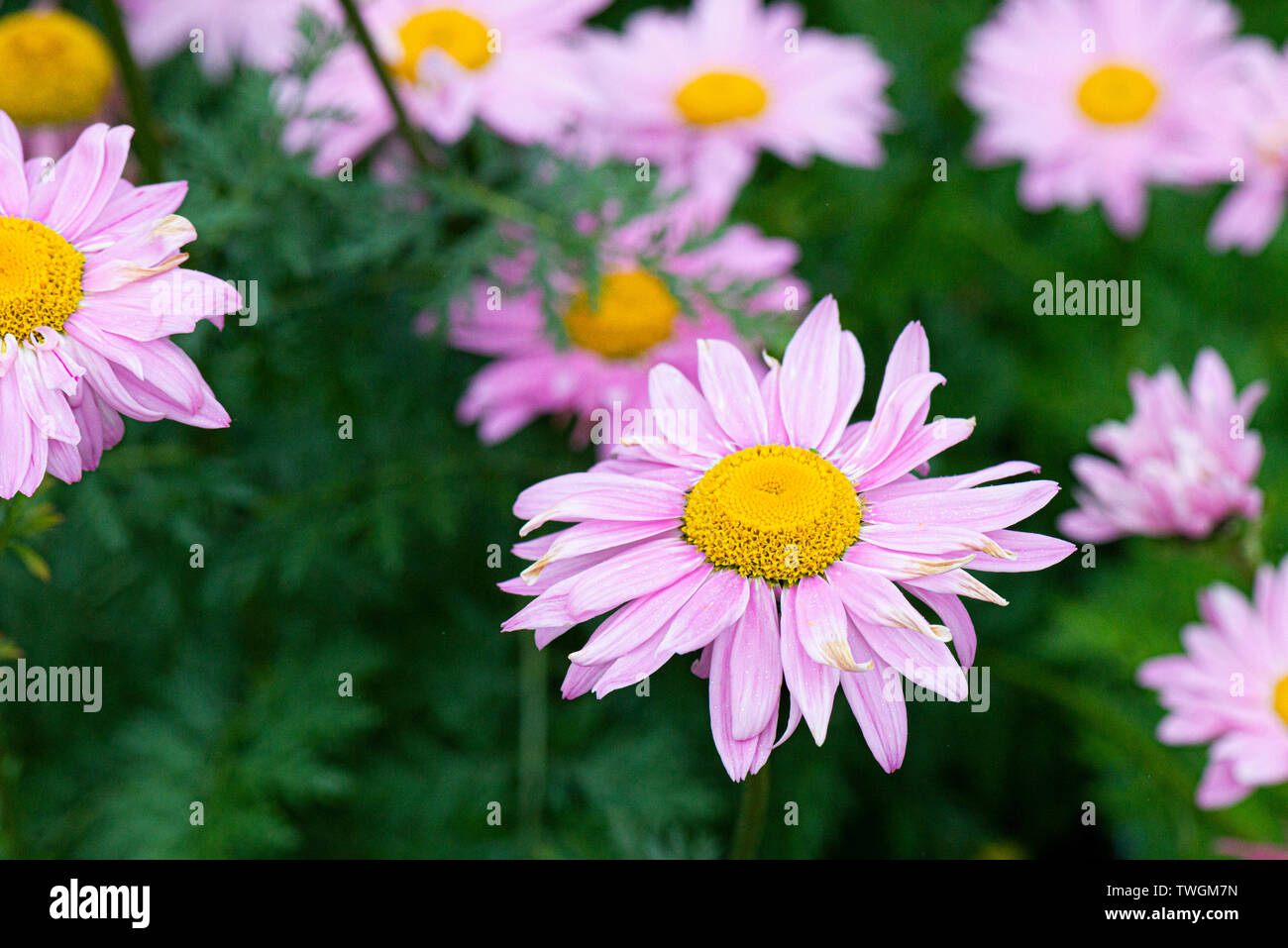 Tanacetum coccineum robinsons giant flowered hi-res stock photography ...