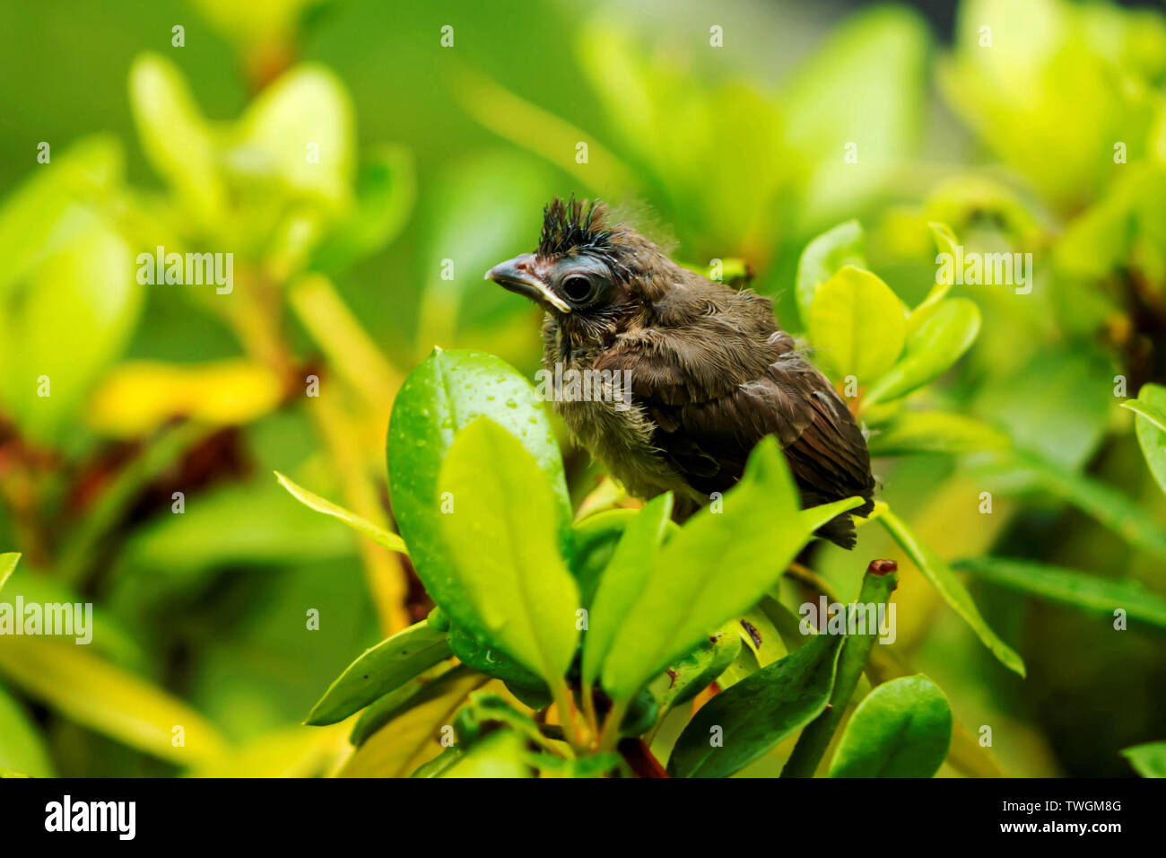 A nine day old cardinal chick has just left the nest for the first time ...