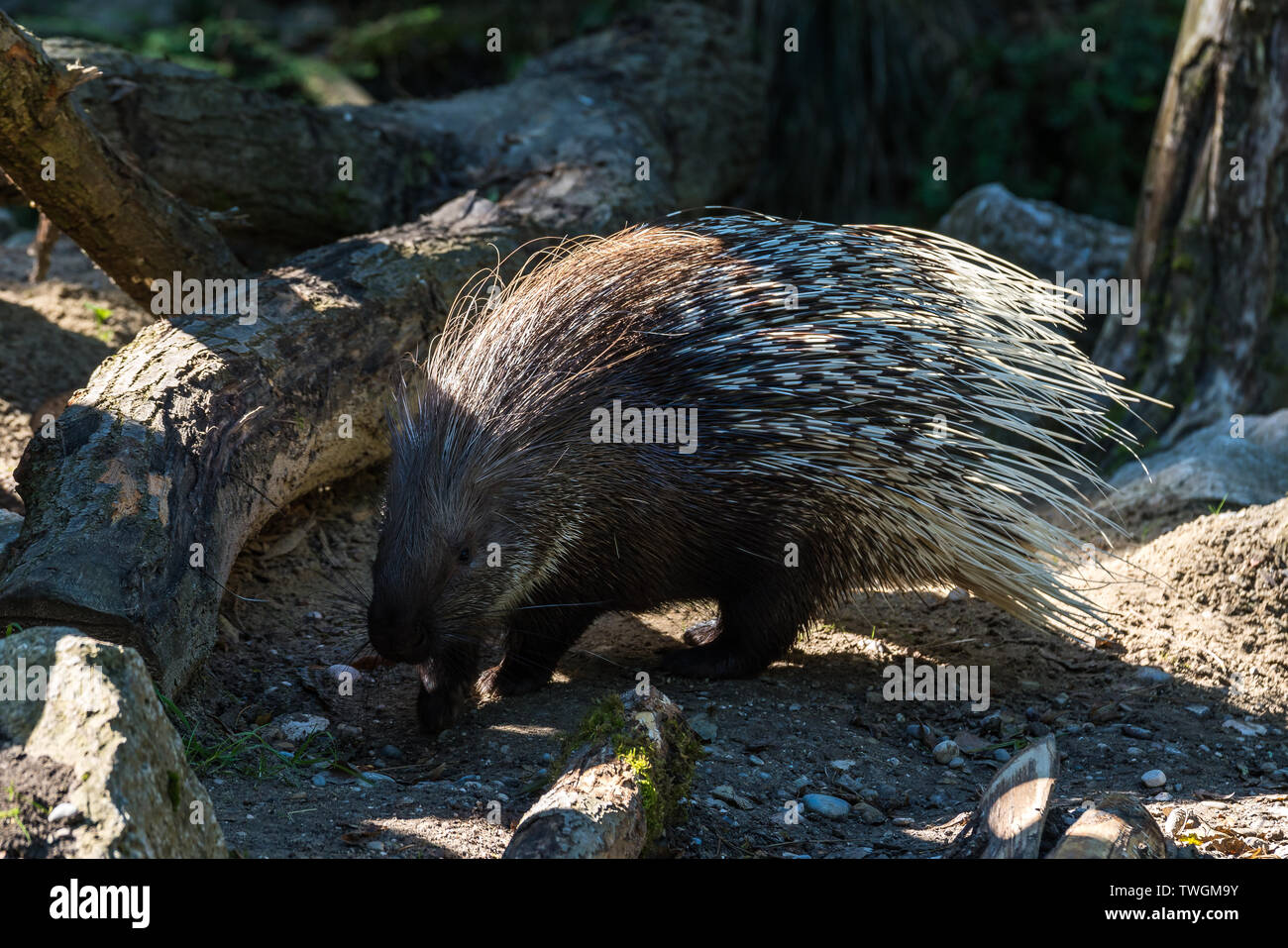 The Indian crested Porcupine, Hystrix indica or Indian porcupine, is a ...