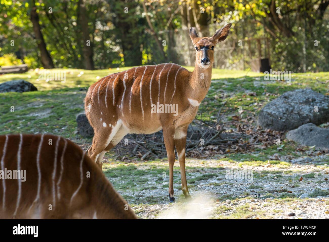 The nyala, Tragelaphus angasii is a spiral-horned antelope native to ...