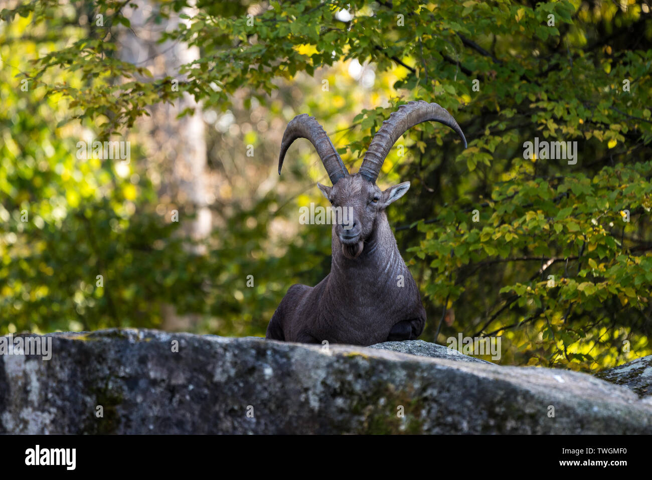 Male mountain ibex - capra ibex in the zoo Stock Photo - Alamy