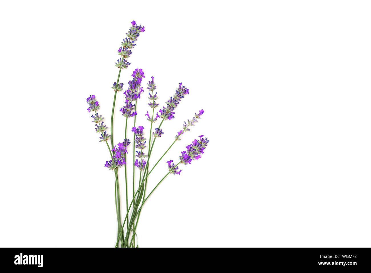 Lavender flowers isolated on white background Stock Photo - Alamy