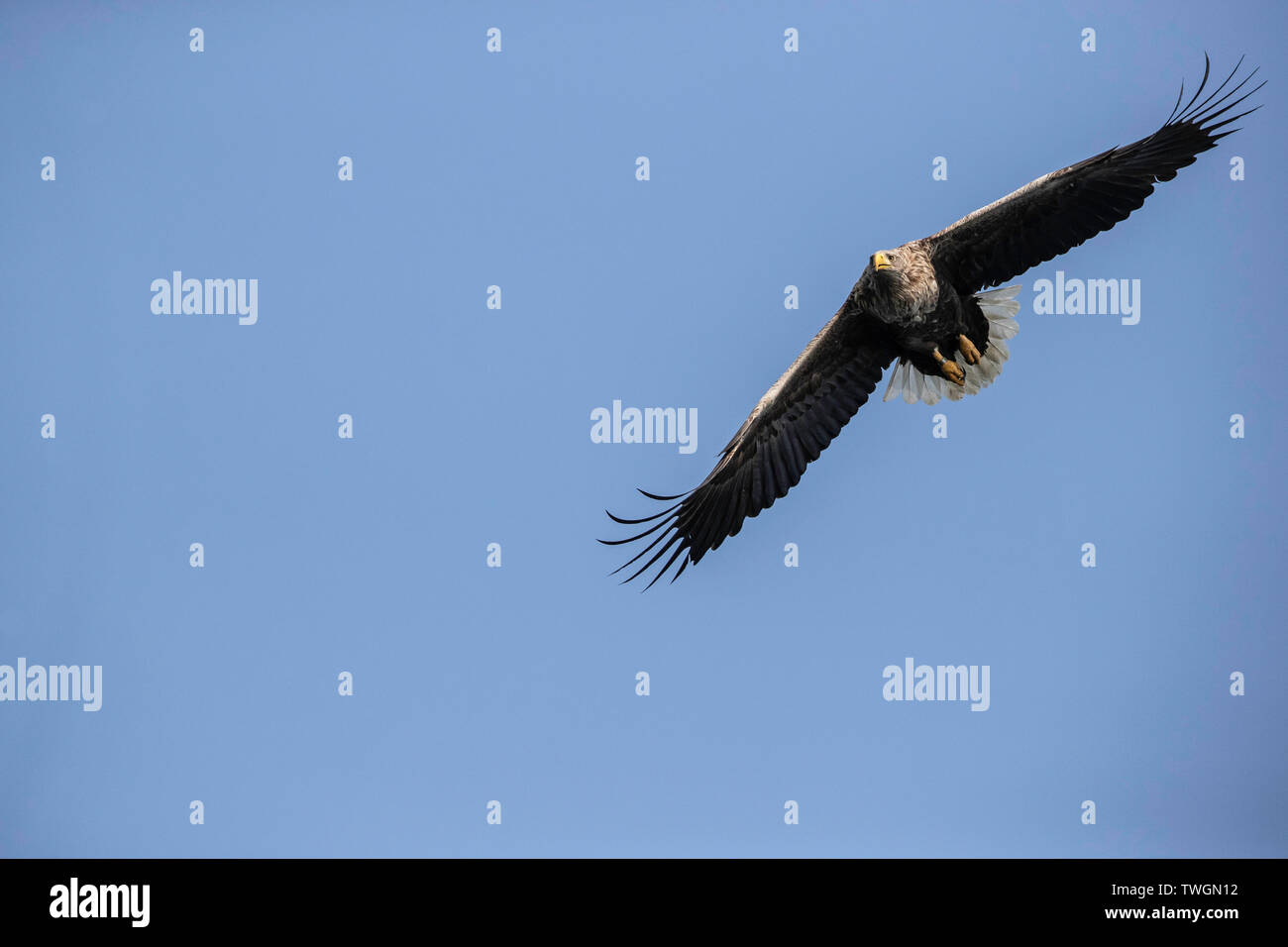 White Tailed Eagles on Mull, in flight and fishing Stock Photo - Alamy