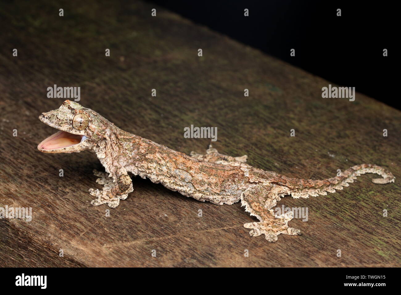 Sabah Flying Gecko (Ptychozoon rhacophorus Stock Photo - Alamy