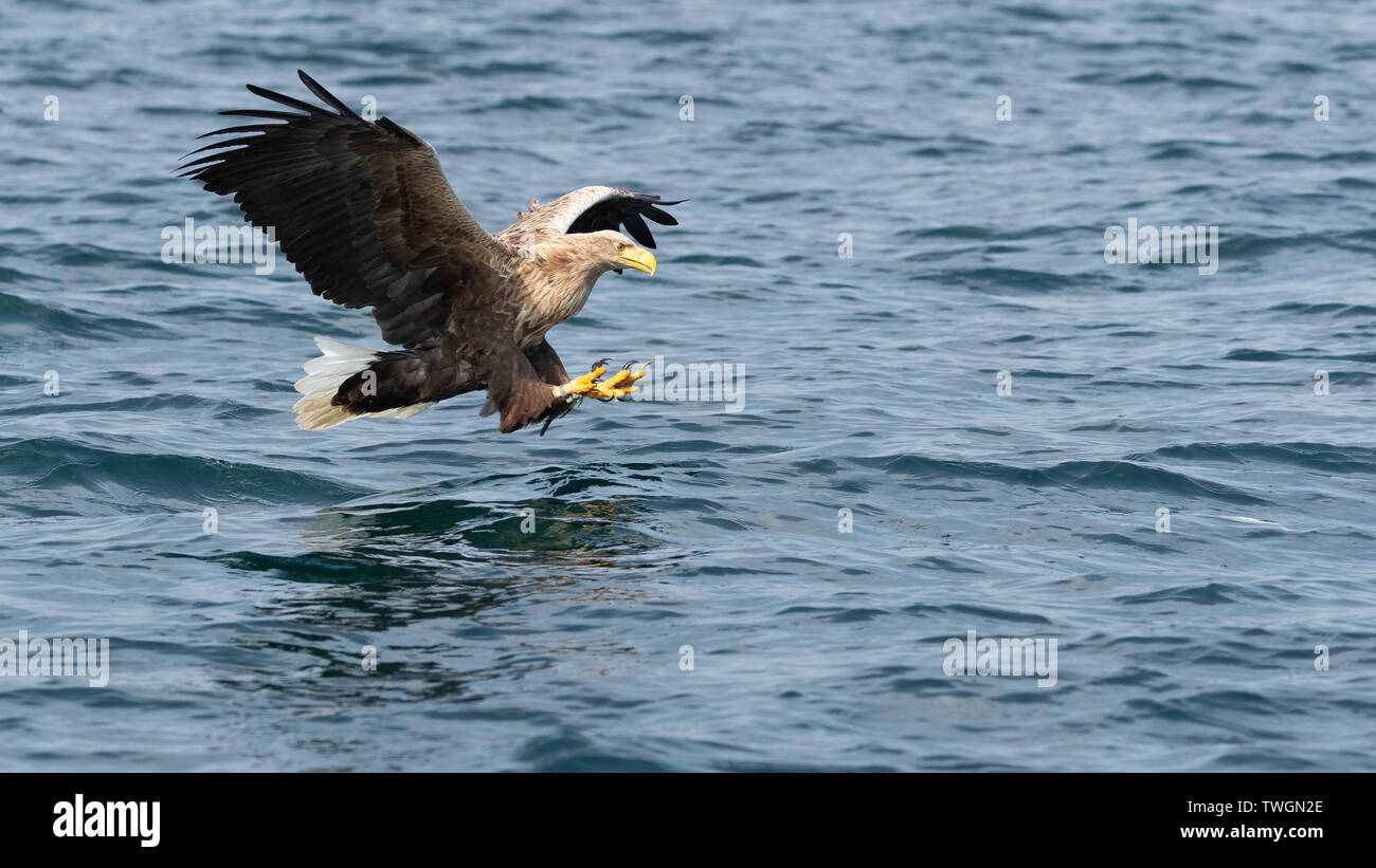 White Tailed Eagles on Mull, in flight and fishing Stock Photo - Alamy