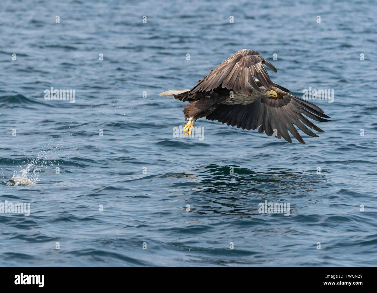 White tailed eagle sea eagle mull scotland bird fish fishing hi-res ...