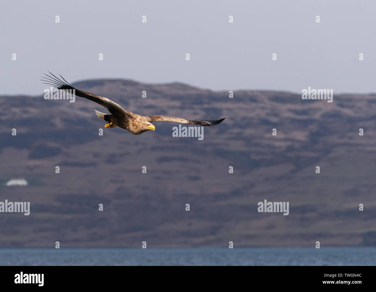 White Tailed Eagles on Mull, in flight and fishing Stock Photo - Alamy