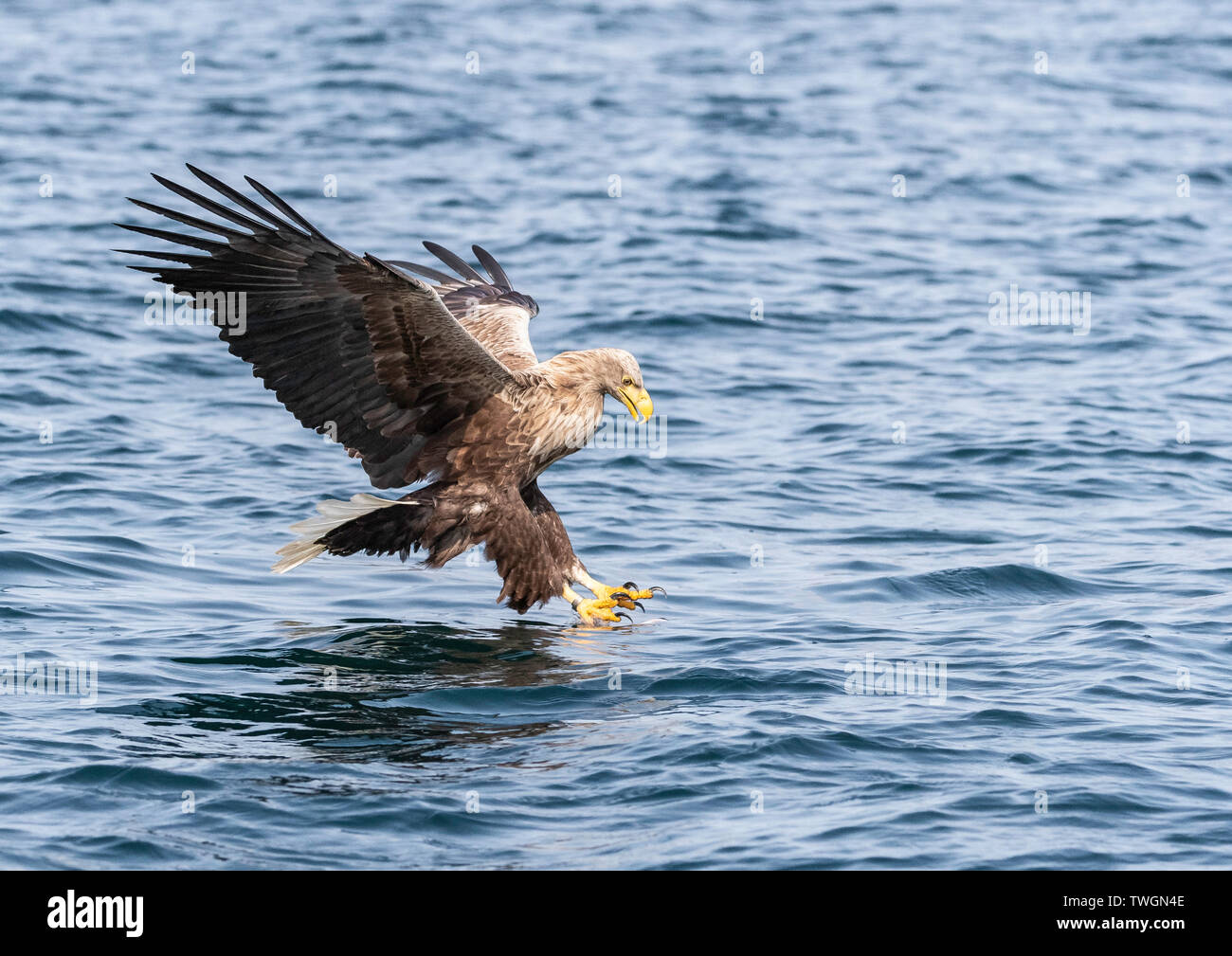 White Tailed Eagles on Mull, in flight and fishing Stock Photo - Alamy