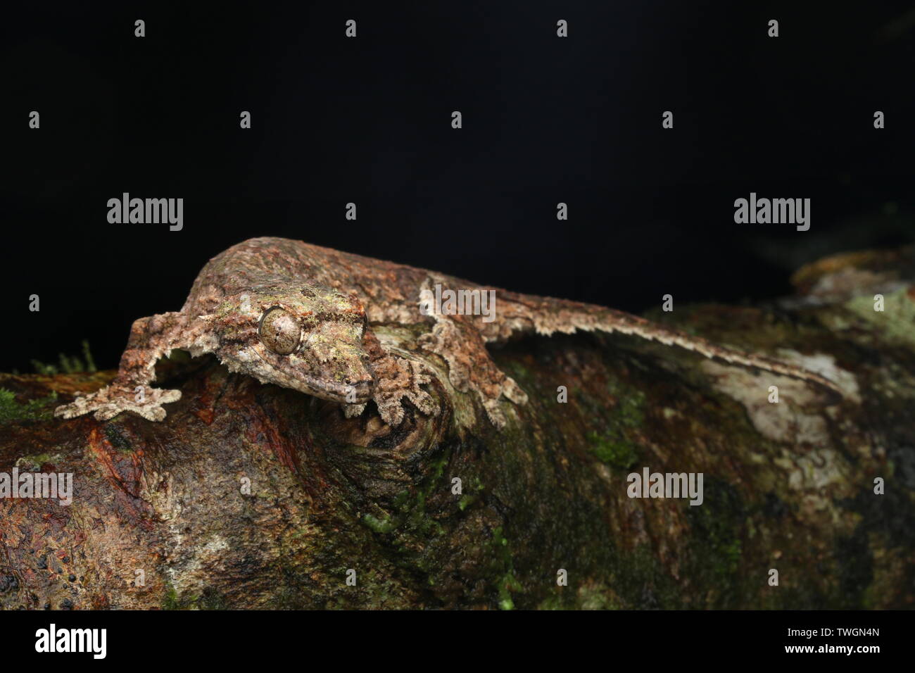 Sabah Flying Gecko (Ptychozoon rhacophorus Stock Photo - Alamy