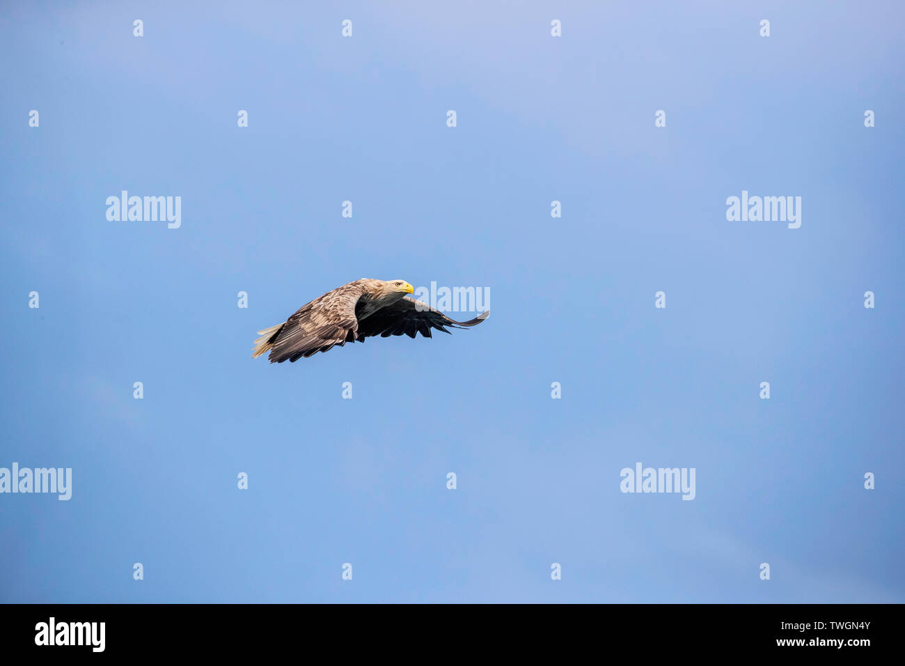 White Tailed Eagles on Mull, in flight and fishing Stock Photo - Alamy