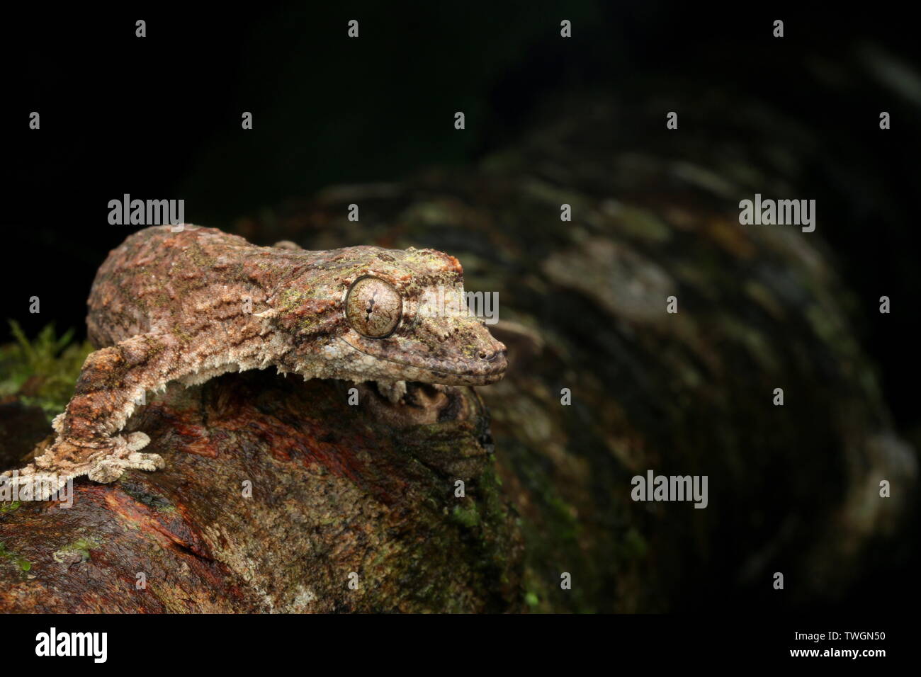Sabah Flying Gecko (Ptychozoon rhacophorus Stock Photo - Alamy