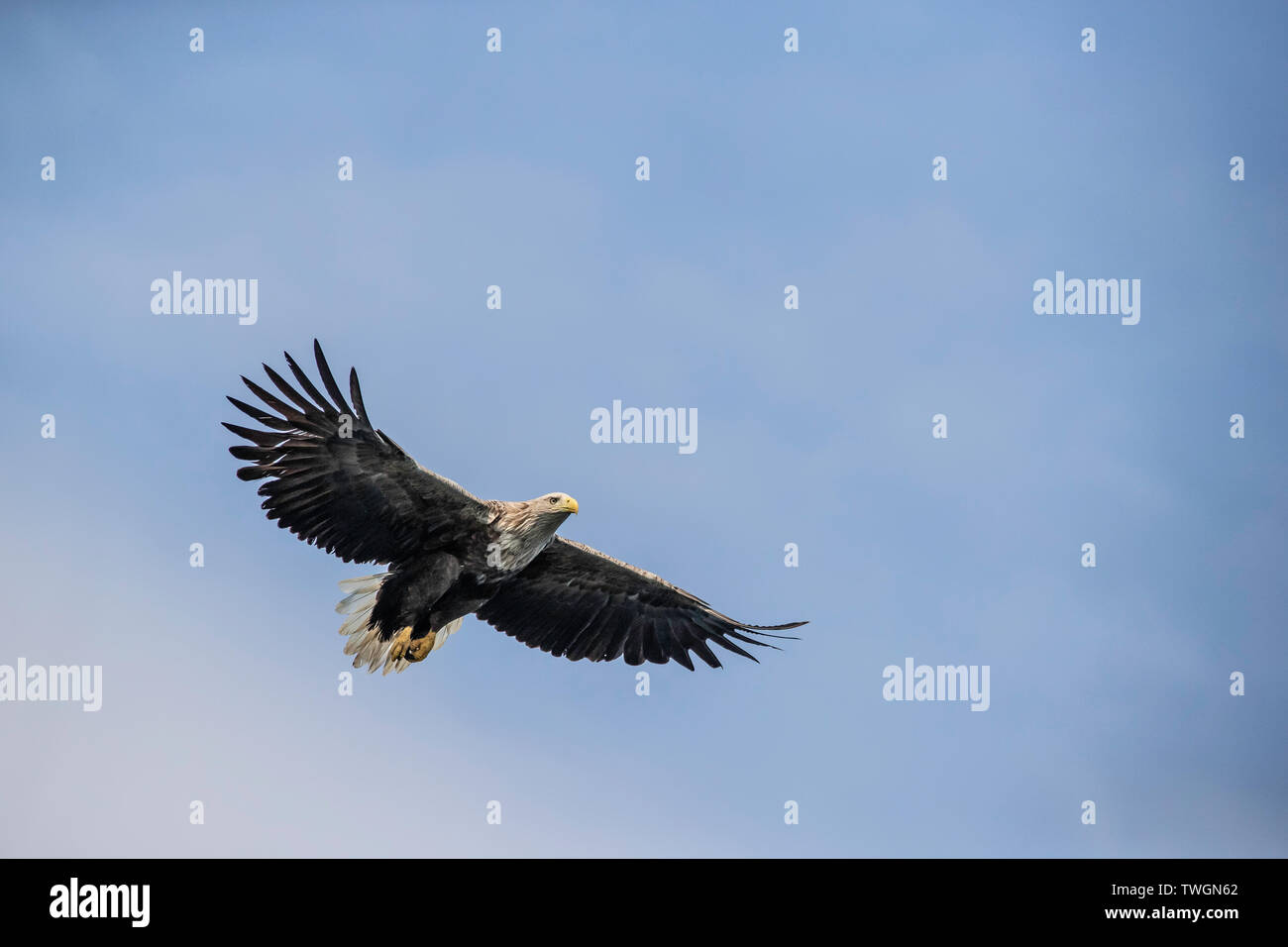 White Tailed Eagles on Mull, in flight and fishing Stock Photo - Alamy