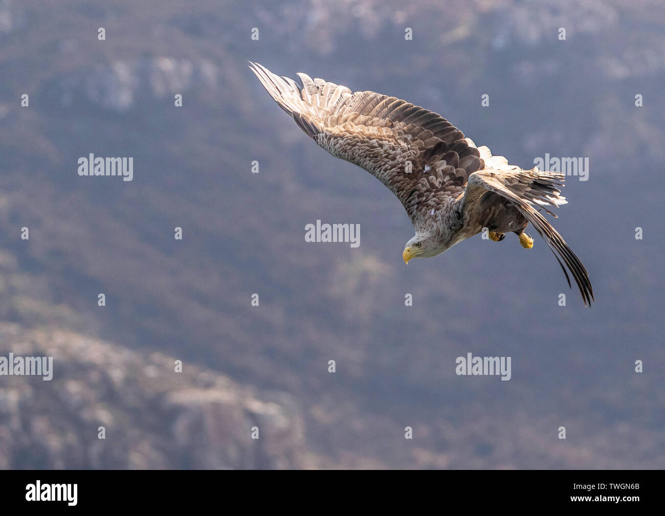 Mull bird photography hi-res stock photography and images - Alamy
