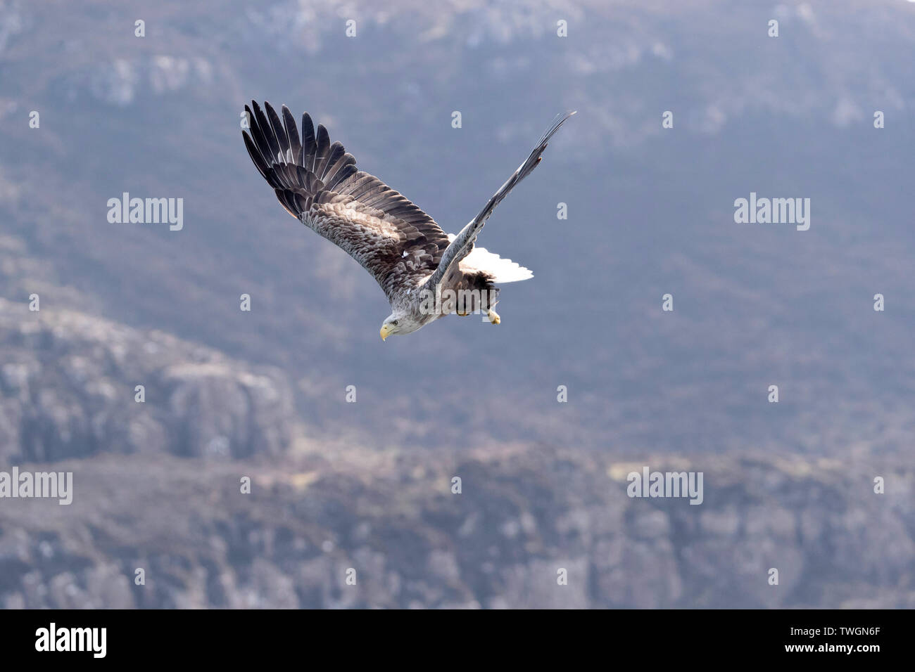 White Tailed Eagles on Mull, in flight and fishing Stock Photo - Alamy
