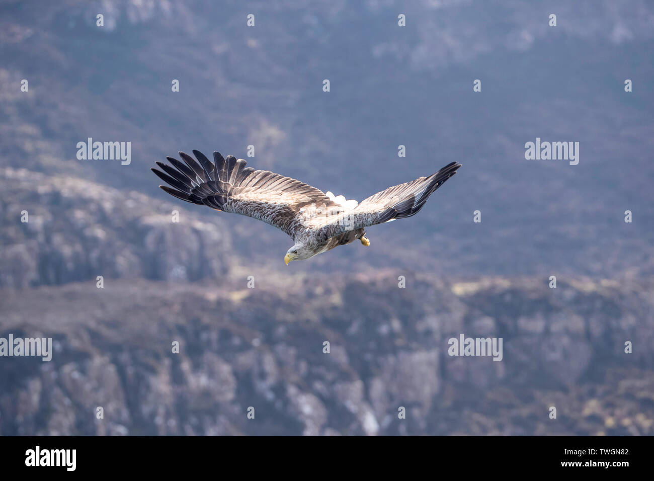 White Tailed Eagles on Mull, in flight and fishing Stock Photo - Alamy