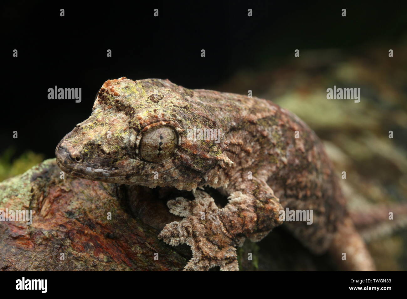 Sabah Flying Gecko (Ptychozoon rhacophorus Stock Photo - Alamy