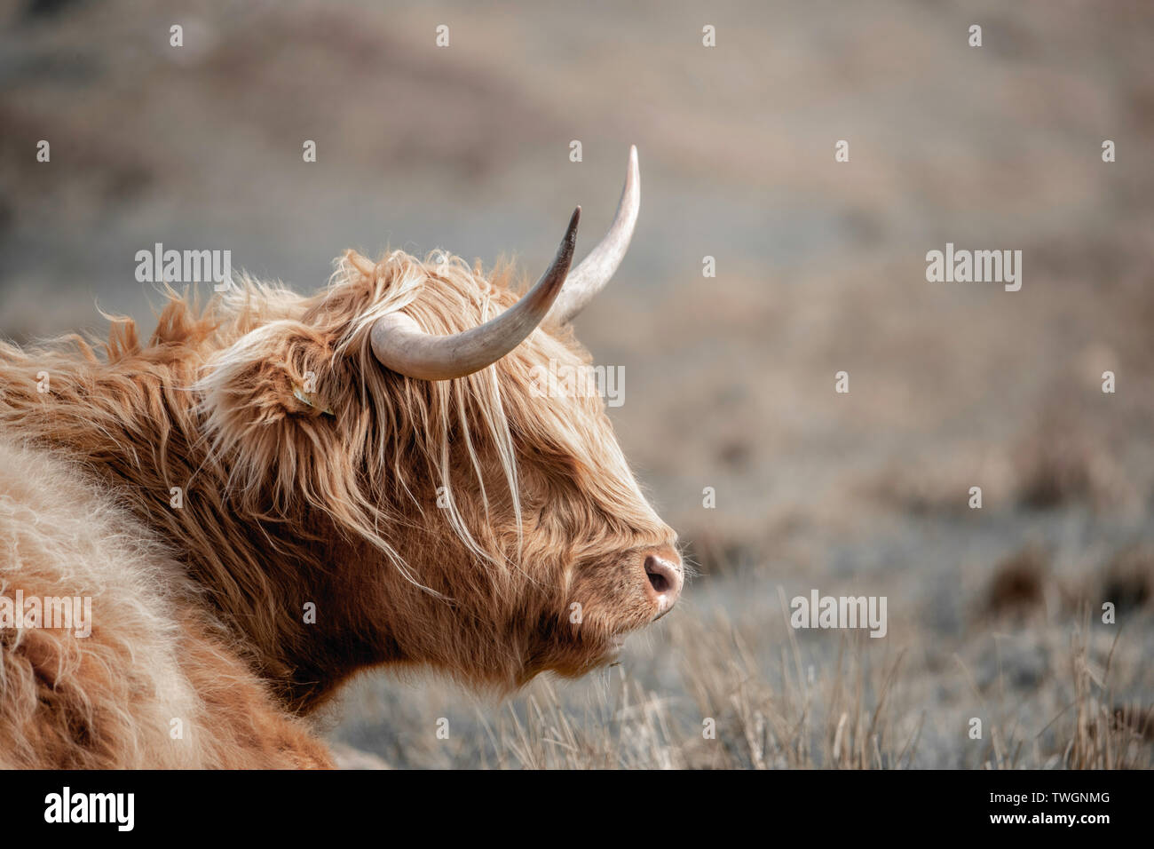 Shaggy highland cattle hi-res stock photography and images - Alamy