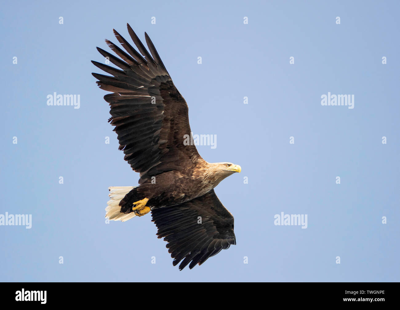 White Tailed Eagles on Mull, in flight and fishing Stock Photo - Alamy