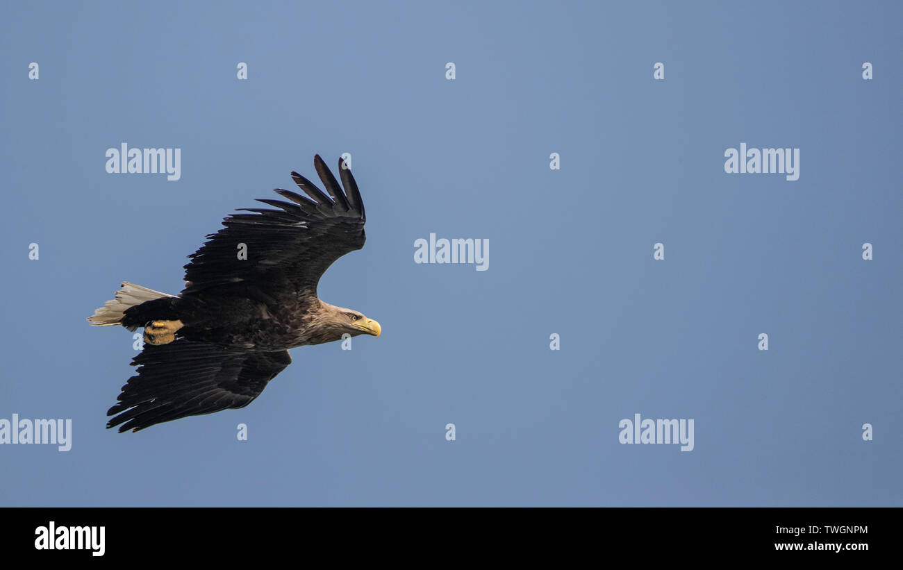 White Tailed Eagles on Mull, in flight and fishing Stock Photo - Alamy