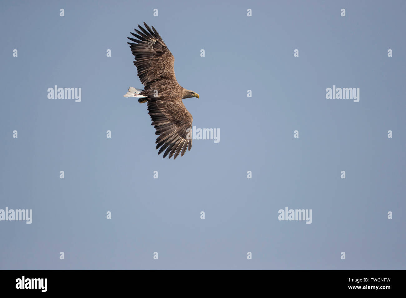 White Tailed Eagles on Mull, in flight and fishing Stock Photo - Alamy