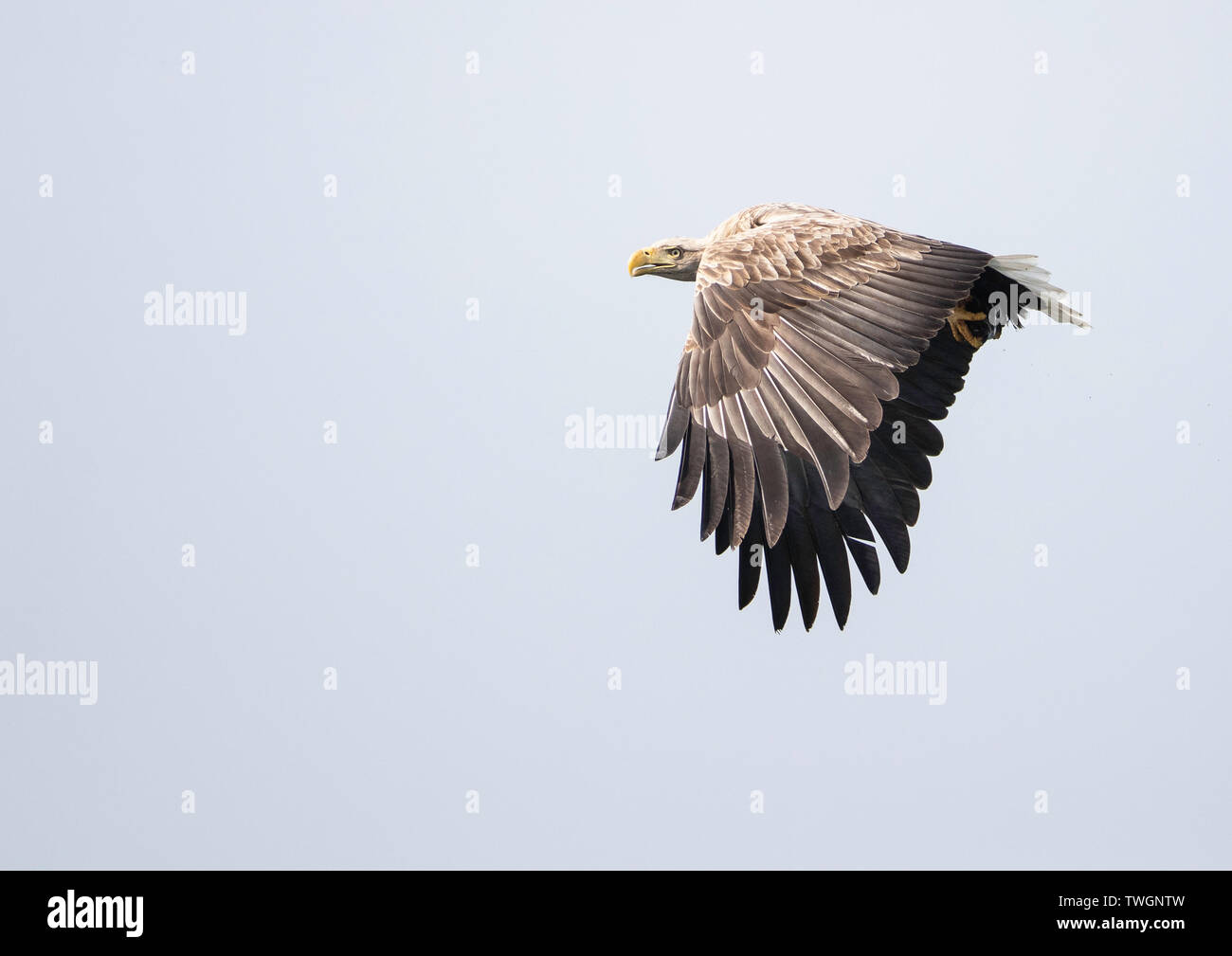 White Tailed Eagles on Mull, in flight and fishing Stock Photo - Alamy