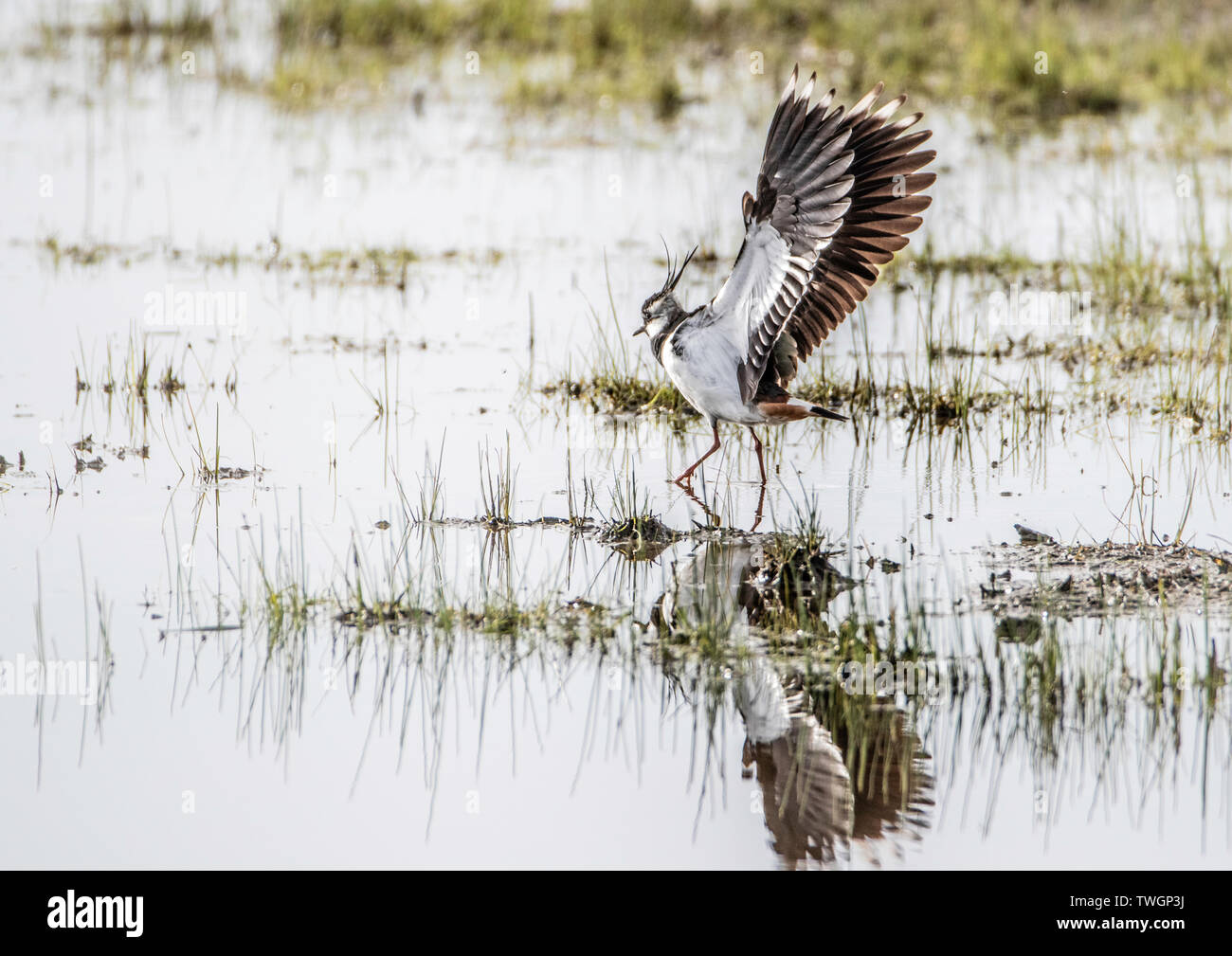 Lapwing, wings outstretched, reflected in a pool of water. Loch ...