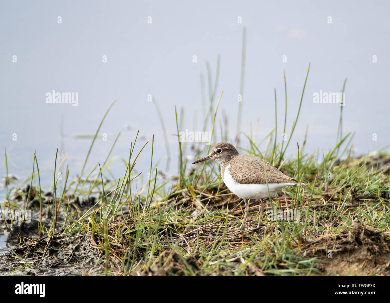 Common sandpiper flight hi-res stock photography and images - Alamy