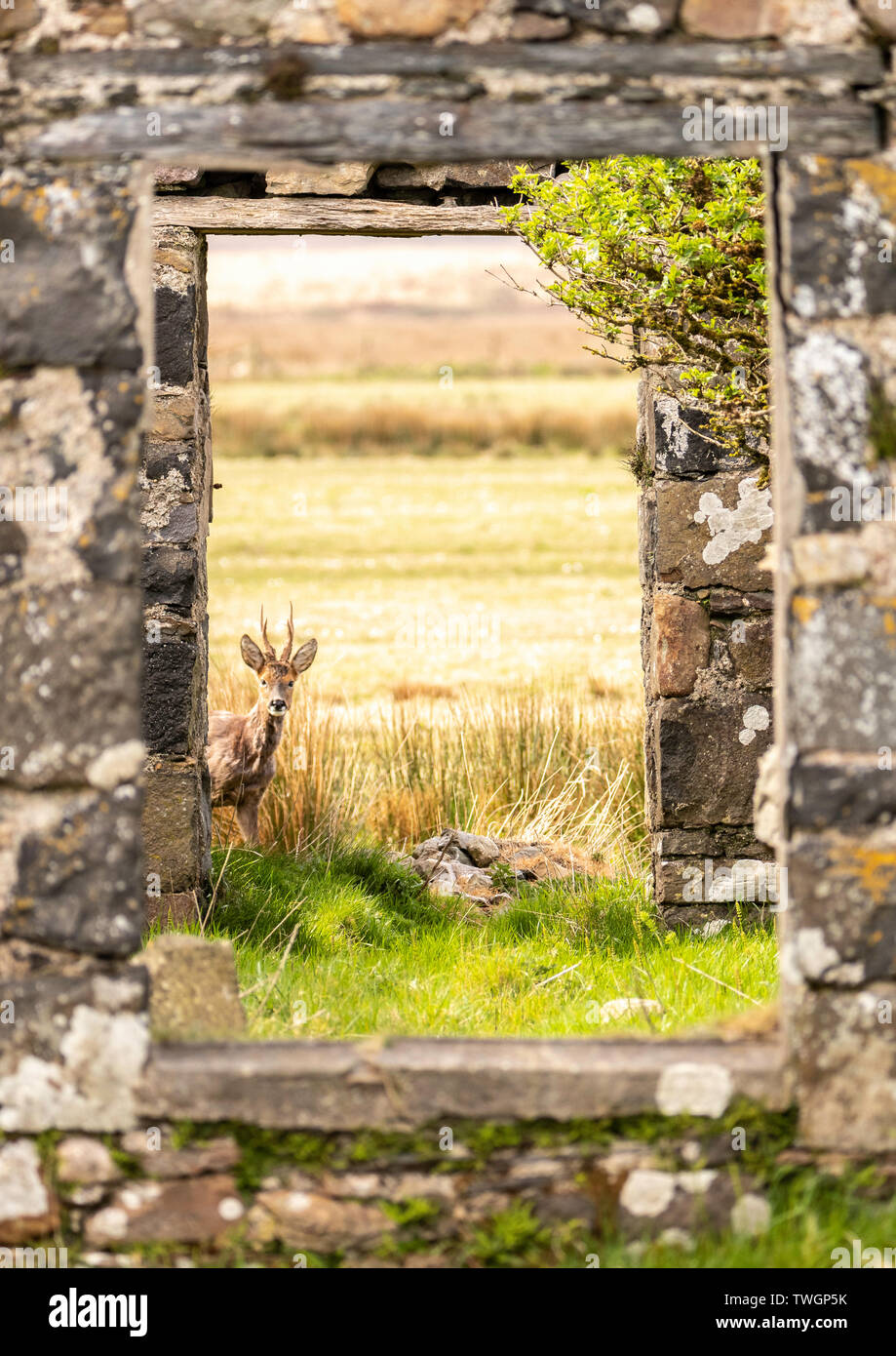Deer looking through a window hi-res stock photography and images - Alamy