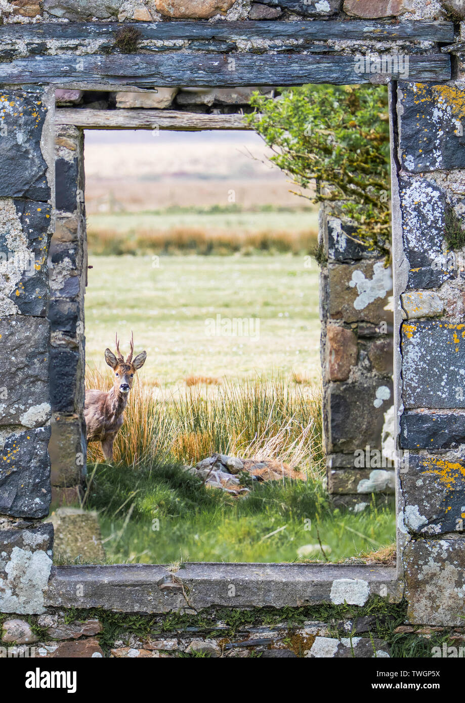 Deer looking through a window hi-res stock photography and images - Alamy