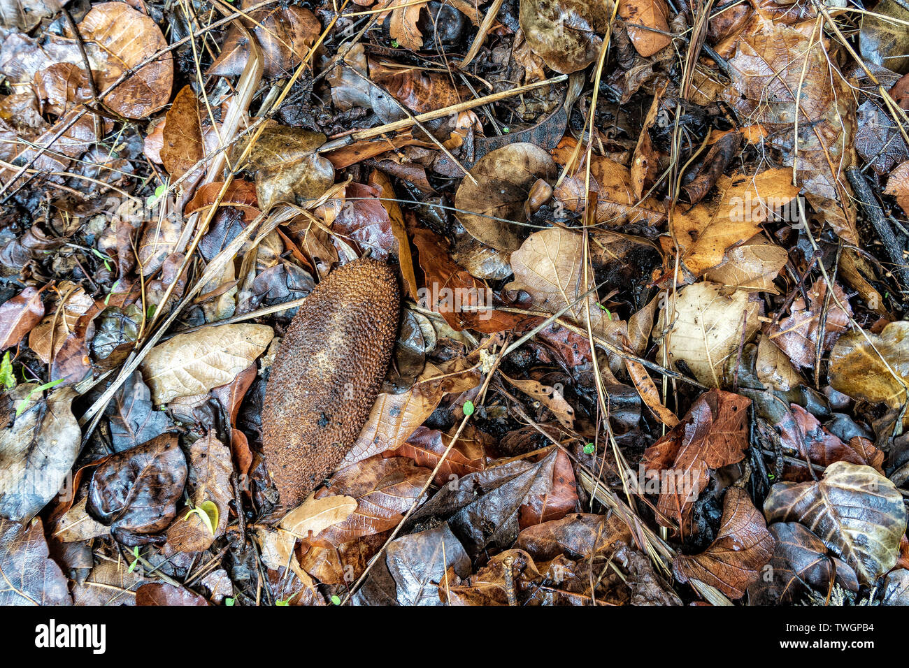 Natural soil hi-res stock photography and images - Alamy