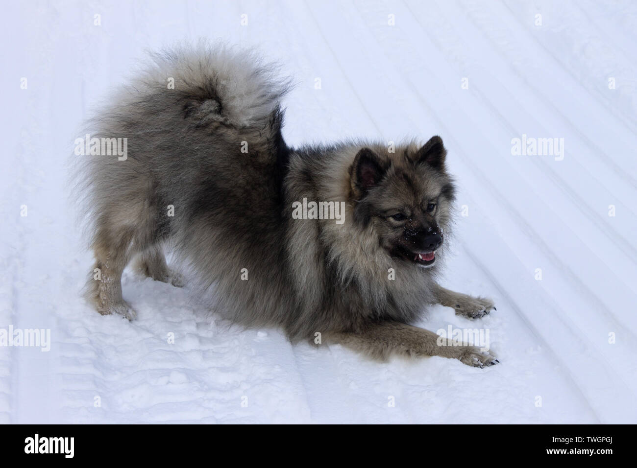 Dog of the breed Keeshond, Wolfspitz winter in the snow play Stock ...