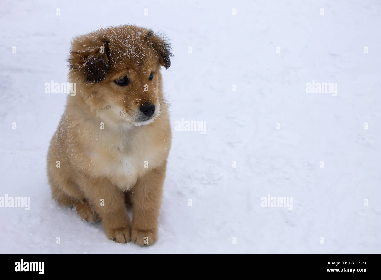 Sad and lonely puppy sitting on the cold snow Stock Photo - Alamy