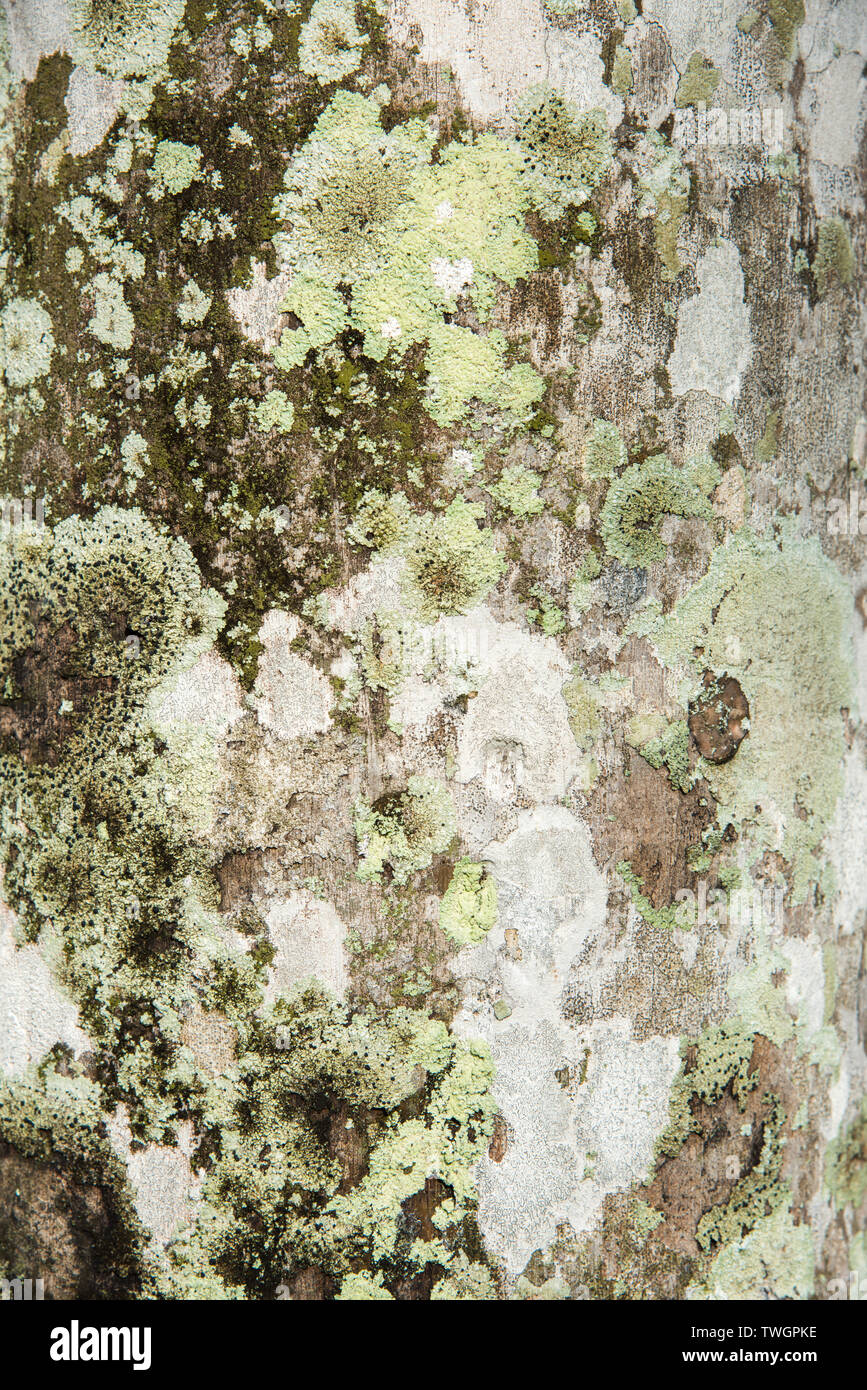 Full frame close-up of lichen growth on tree trunk in tropical Darwin ...