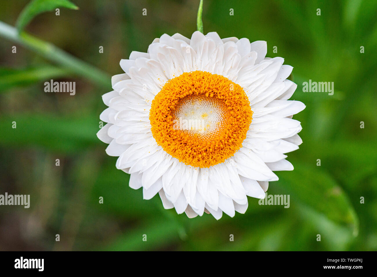 Ever lasting flower hi-res stock photography and images - Alamy