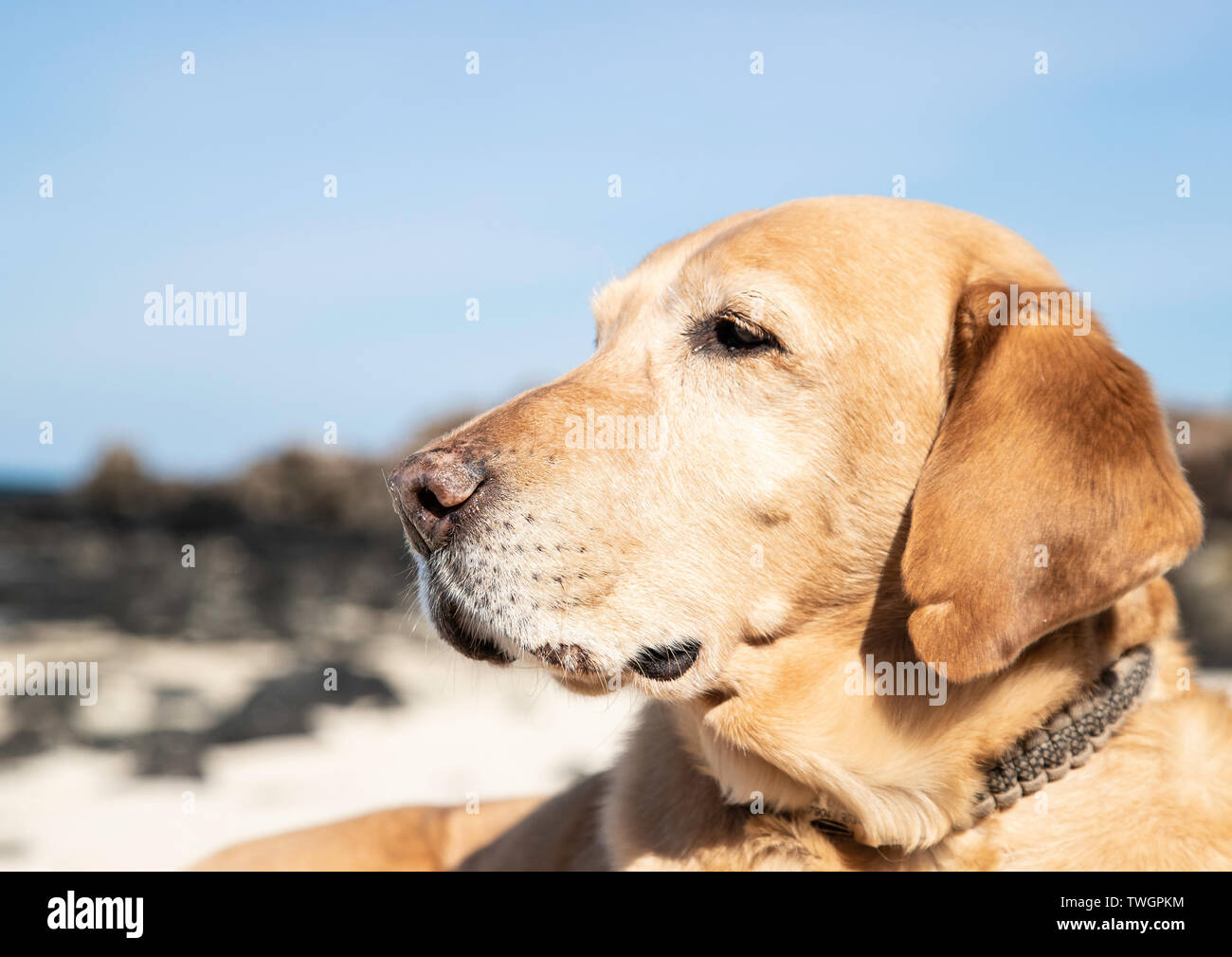 Mongrel rescue hi-res stock photography and images - Alamy