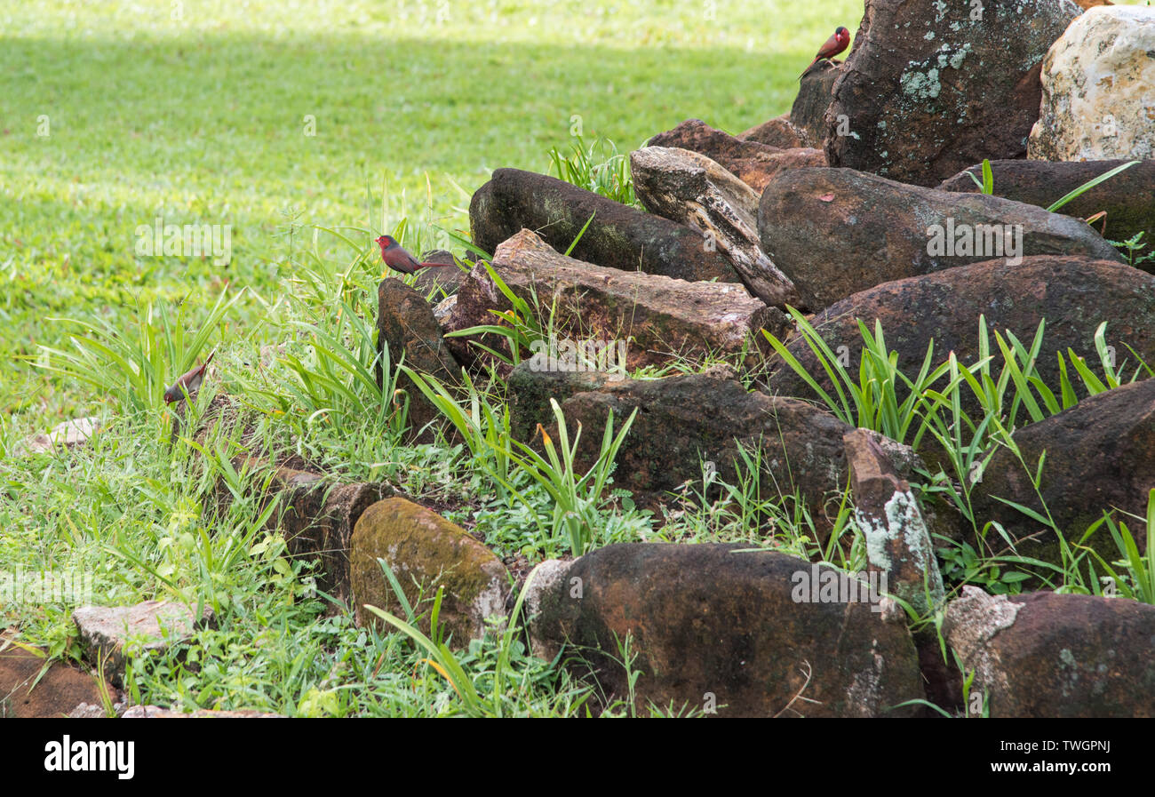 Two crimson finches on outdoor garden rock feature in tropical Darwin ...